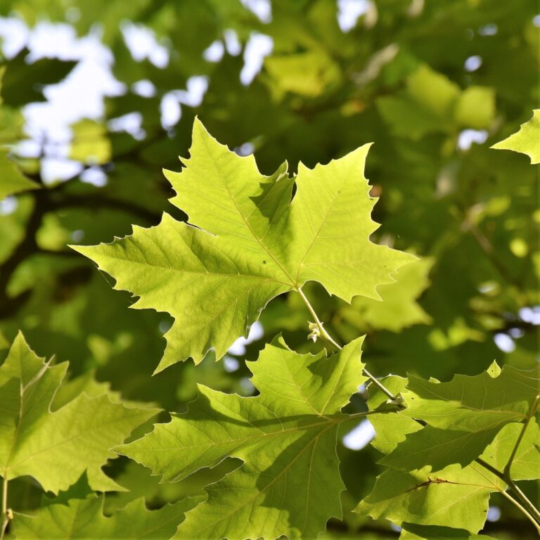 Platane hybride, Platanus × acerifolia - Ollainville